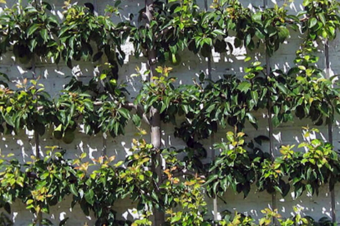 Historic Gardens for Victorian Homes | a Blade of Grass | Boston ...