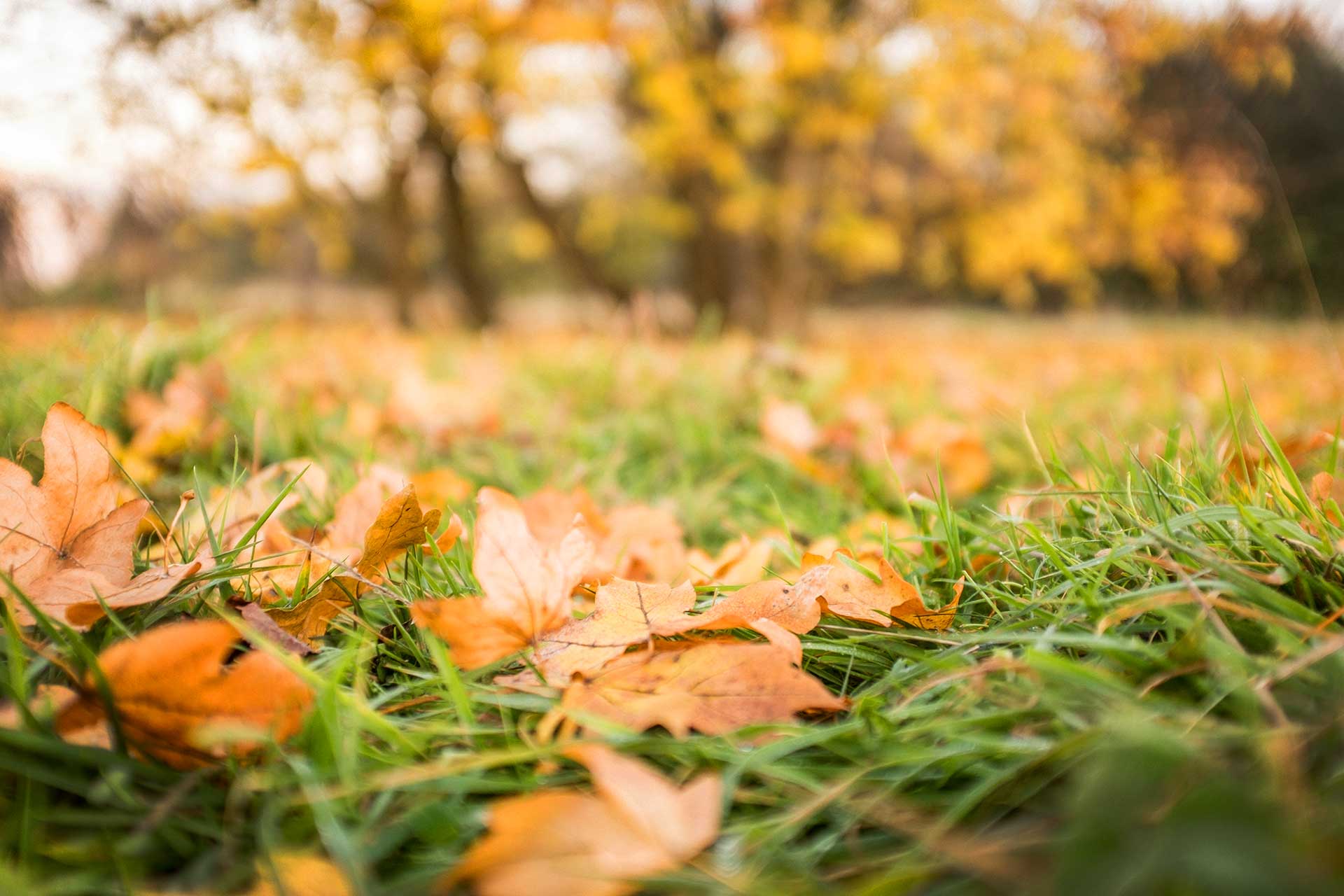 The Advantages of Leaf Mulching | a Blade of Grass | Boston Landscape ...