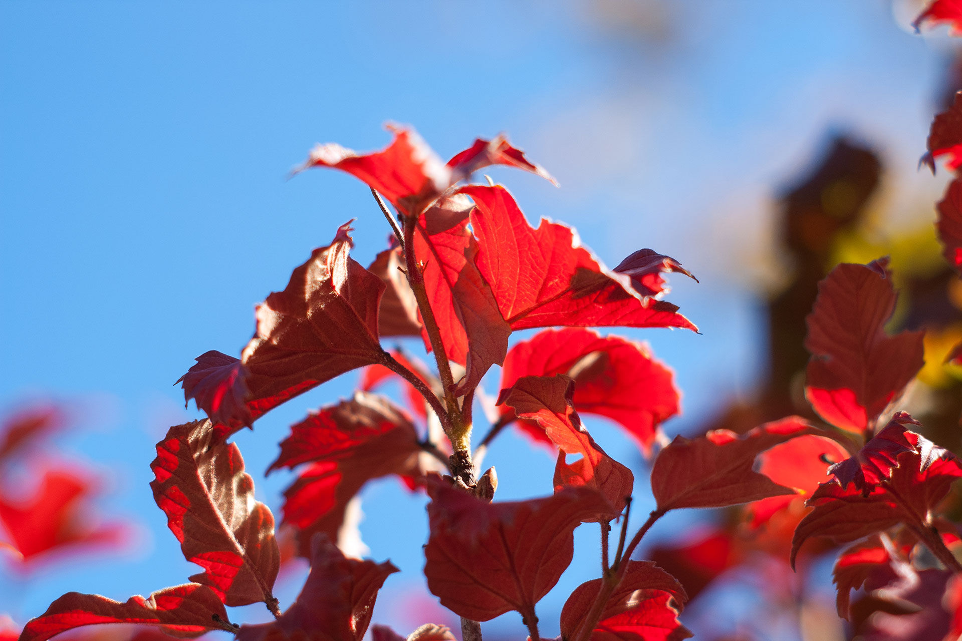 Design Ideas: Five Fall Plants for Your Garden | a Blade of Grass ...