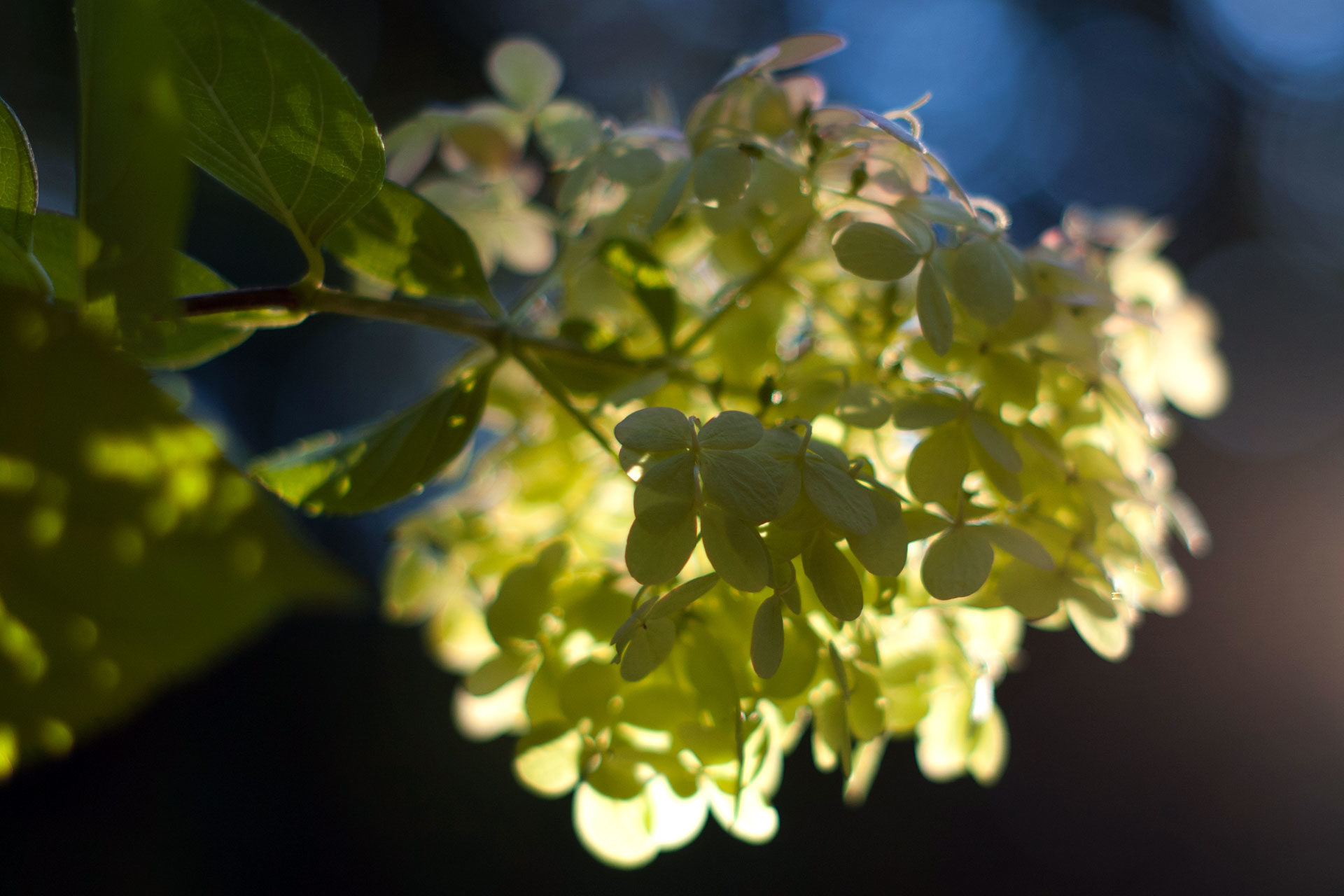 Design Ideas: Three Flowering Shrubs for Garden Structure | a Blade of ...