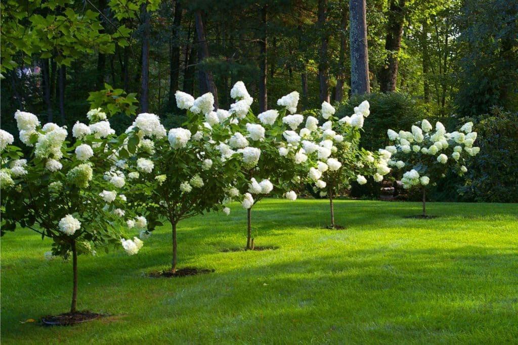 Design Ideas: Three Flowering Shrubs for Garden Structure | a Blade of ...