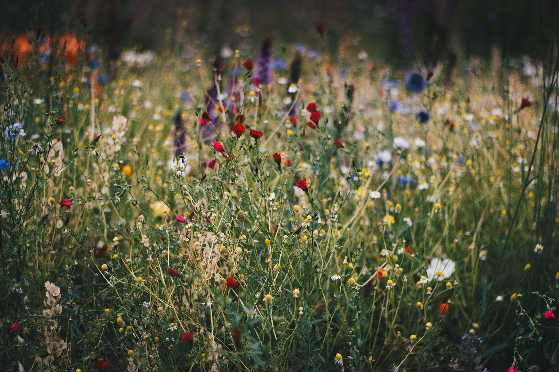 Design Ideas: Pollinator Gardens | a Blade of Grass | Boston Landscape ...